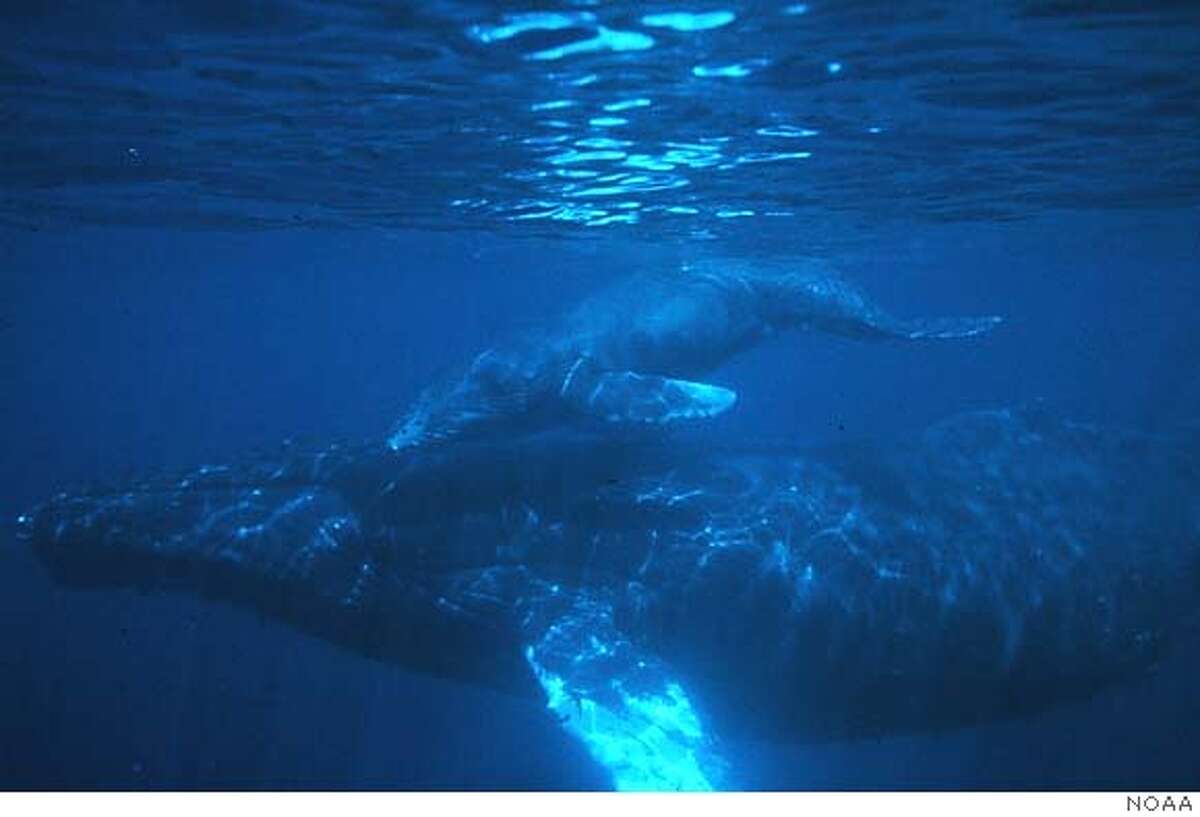 Wayward whales offered lessons in hope, perseverance to watchers