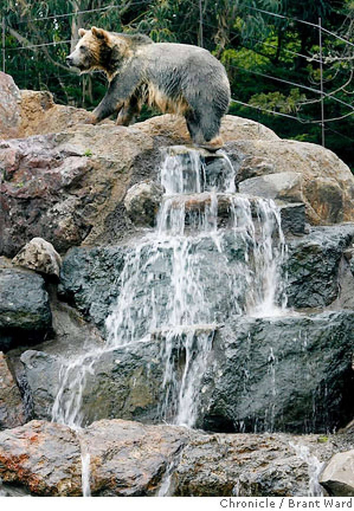 SAN FRANCISCO / Orphaned bears' new lair / Amenities include big pool ...