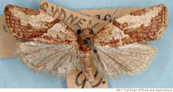 Infestation of moth that threatens crops is growing in state