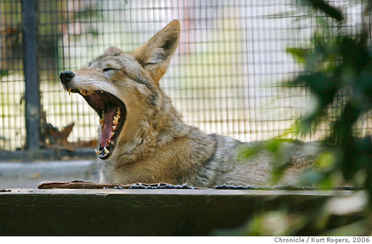 Main Events / Coyotes and canoes Museum offers lessons for all ages ...