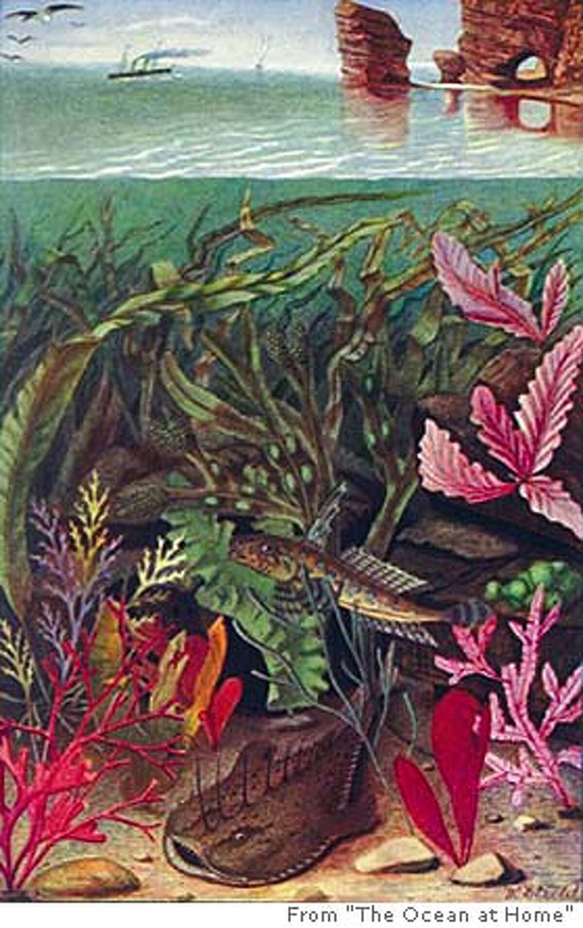 When the aquarium was a novelty / Victorian fish tanks brought ...