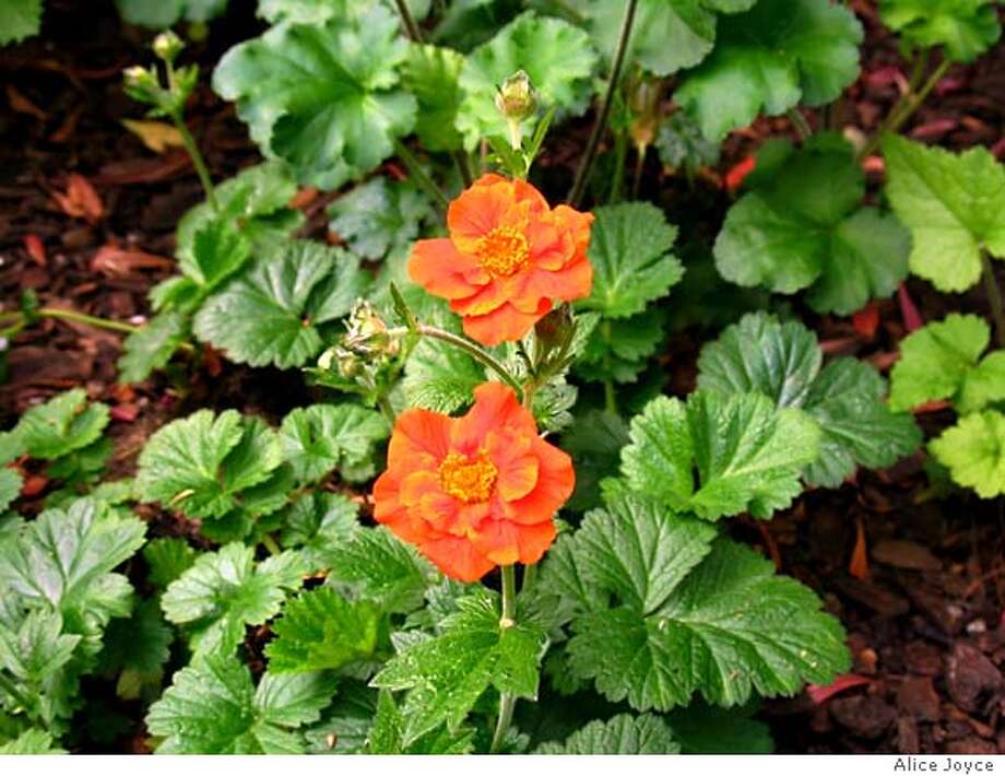 PICK OF THE WEEK / Geum / Rosy geums offer bright, eye-catching touch ...