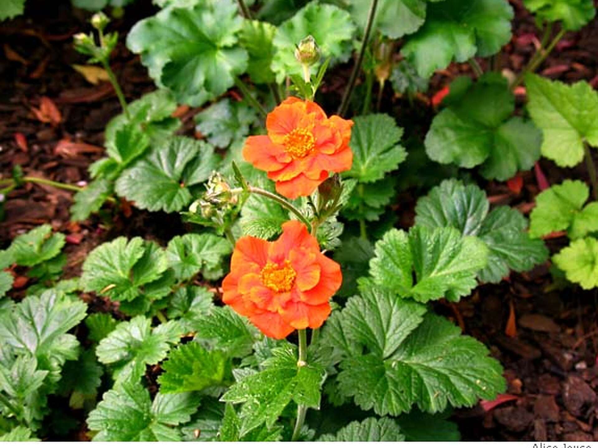 PICK OF THE WEEK / Geum / Rosy geums offer bright, eye-catching touch