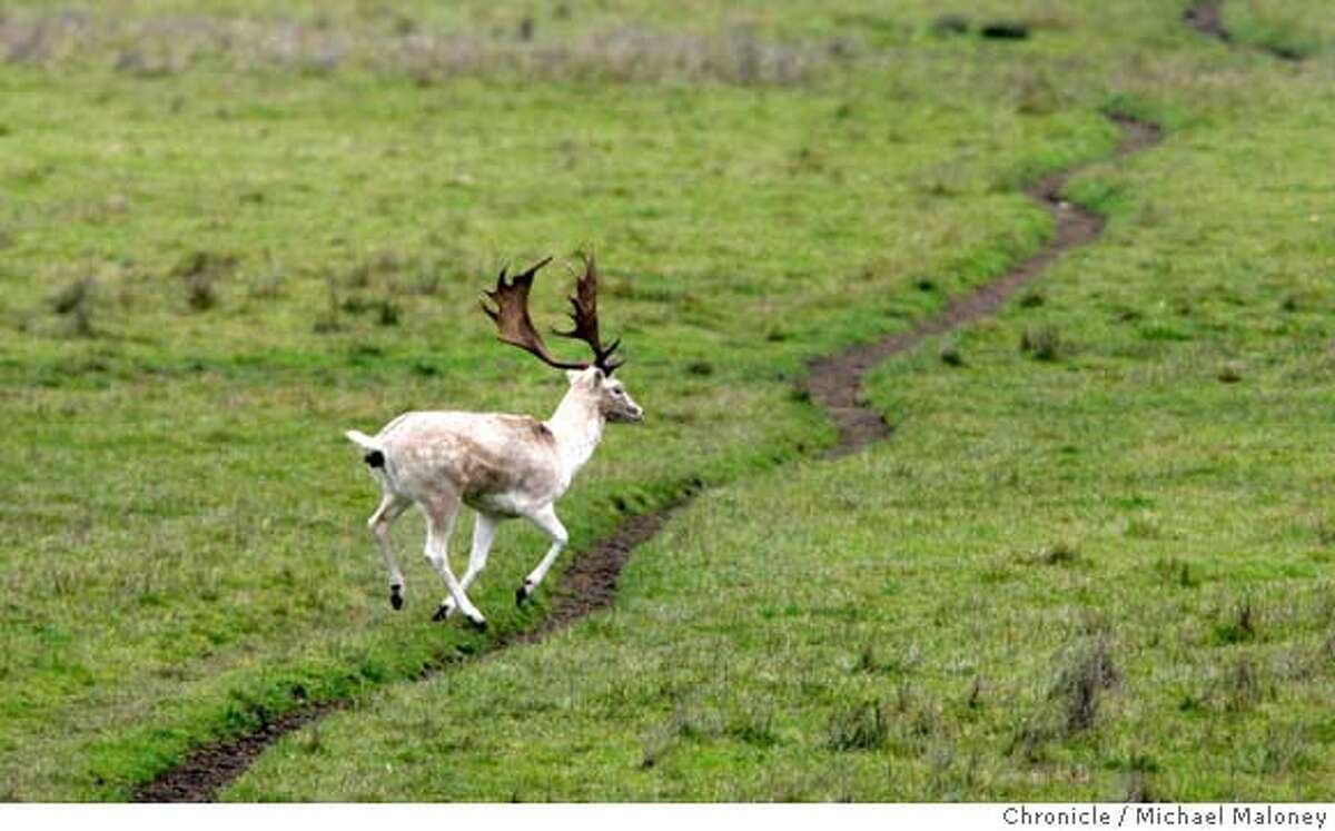 Easy Target / There's a plan afoot to eradicate the white fallow deer ...