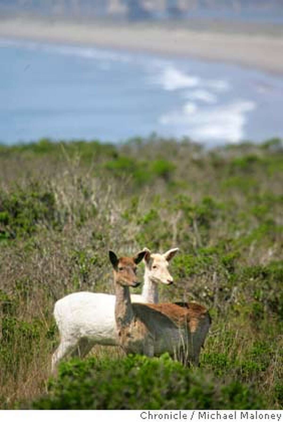 Easy Target / There's a plan afoot to eradicate the white fallow deer ...