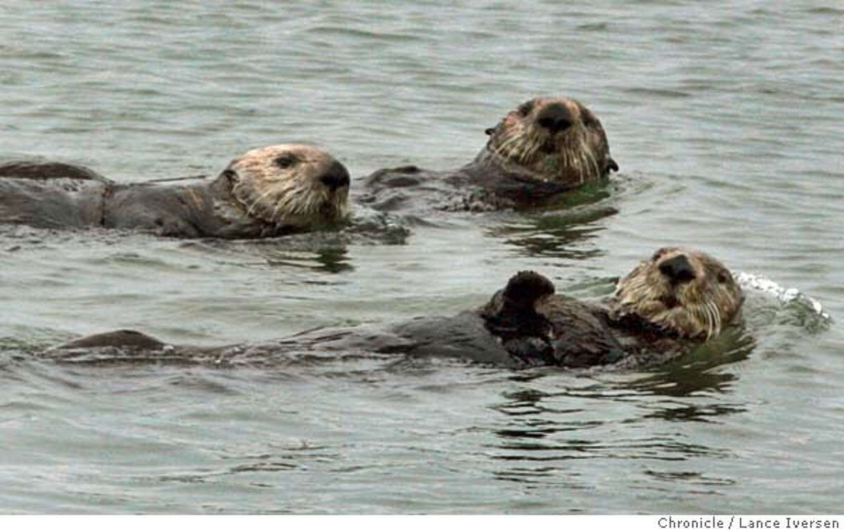 $10K Reward Offered For Info On 3 Fatal Sea Otter Shootings