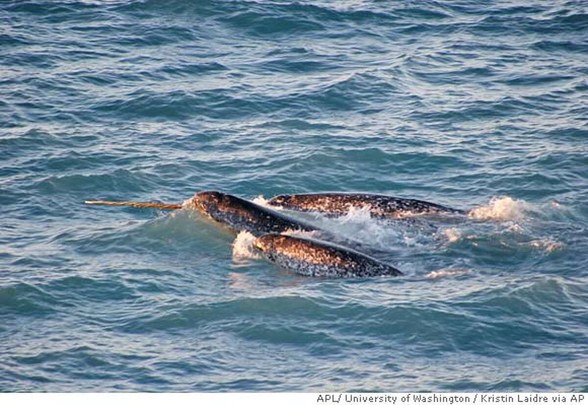 Never-before-seen footage solves the mystery of the narwhal tusk
