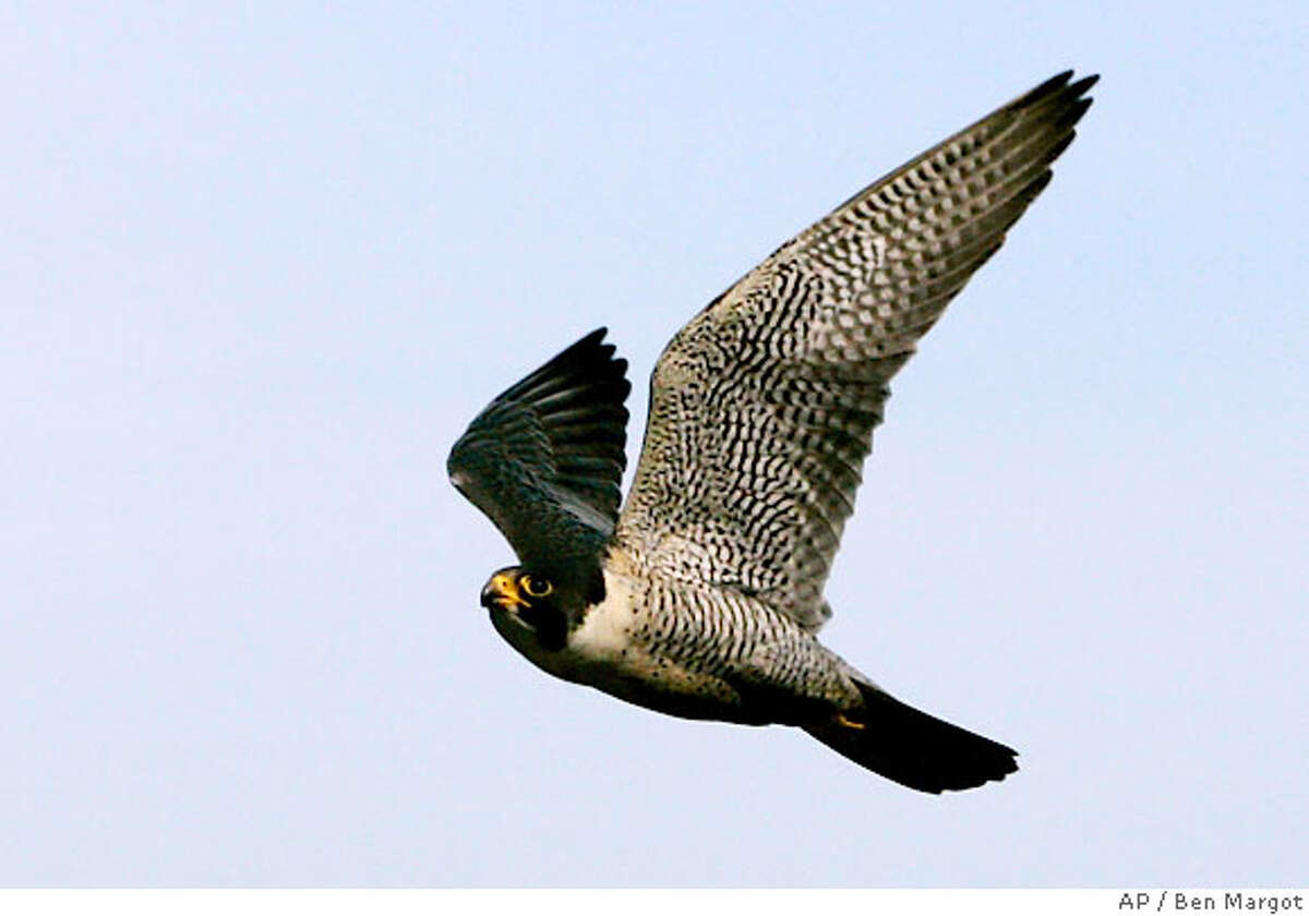 Rescuers snatch falcon eggs from Bay Bridge perch