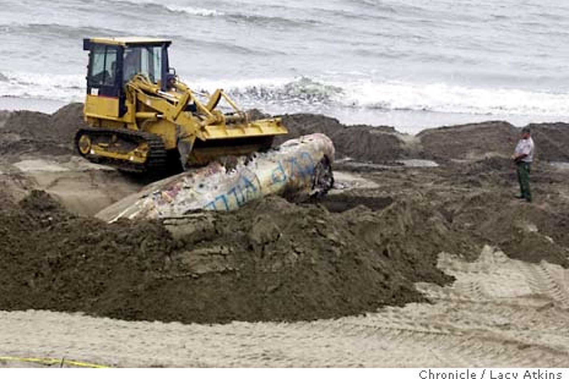 Whale given seaside burial / Scientists still hope to solve mystery ...