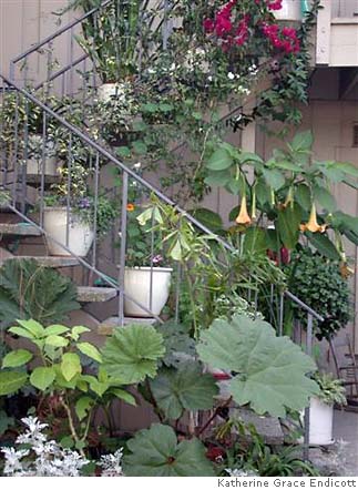 No space? No excuse with pots and planters / Creative container use ...