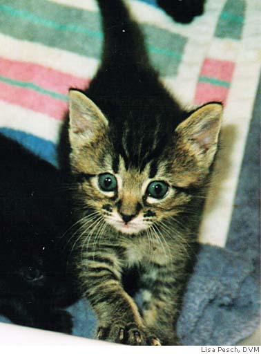 YOUR WHOLE PET / Making the Switch: Tips and tricks for changing your ...