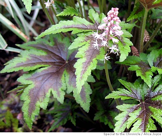 PICK OF THE WEEK: Foamflower / With dainty tiarella, the foliage is ...