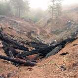 OAK LORE / Preserving a heritage tree / Scientist takes holistic ...