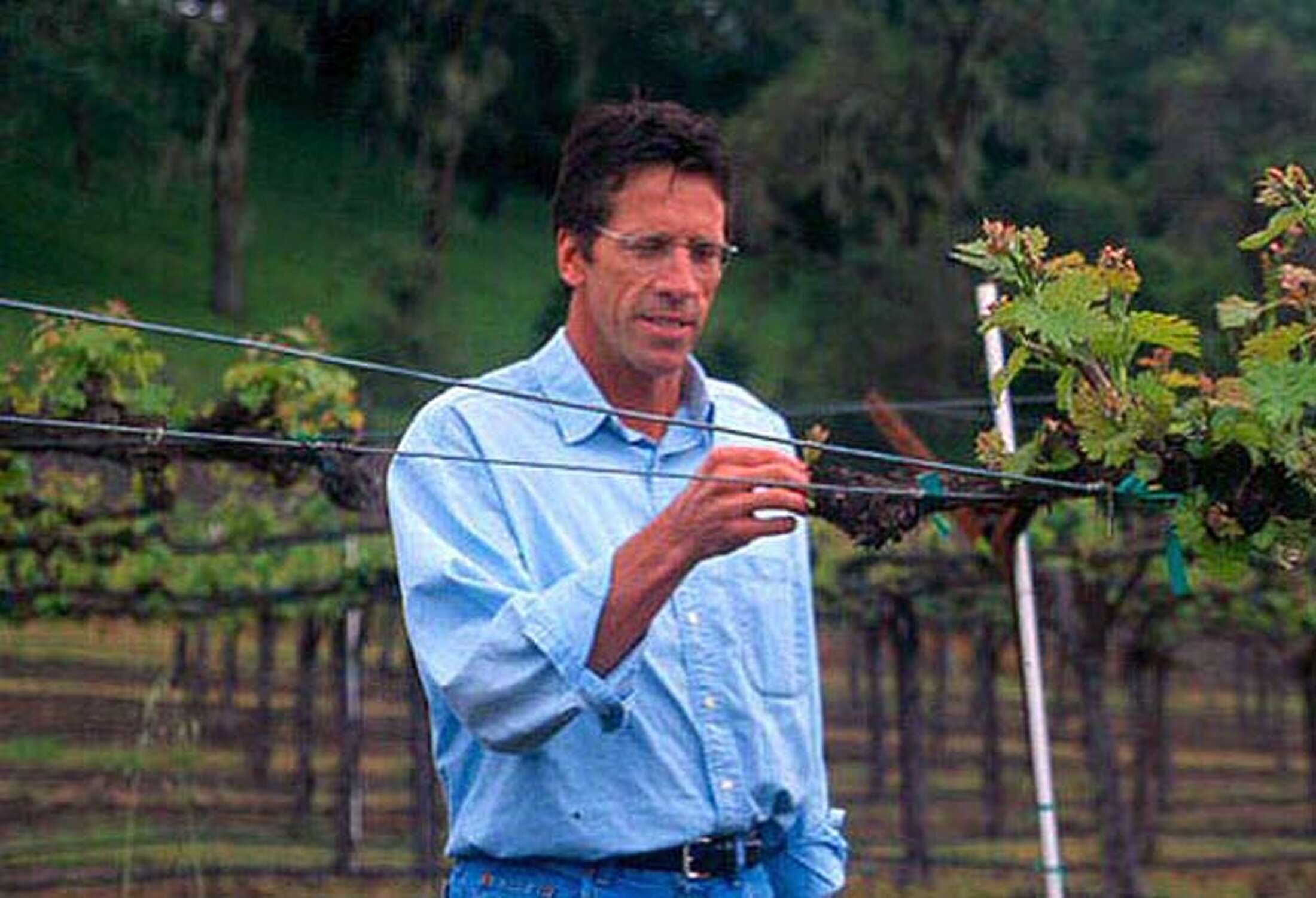 OAK LORE / Preserving a heritage tree / Scientist takes holistic ...