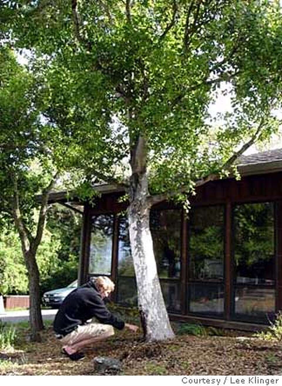 OAK LORE / Preserving a heritage tree / Scientist takes holistic ...