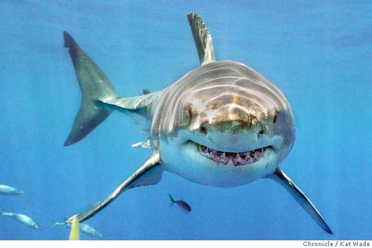 Divers get shock out in the Gulf as Great White shark swims by
