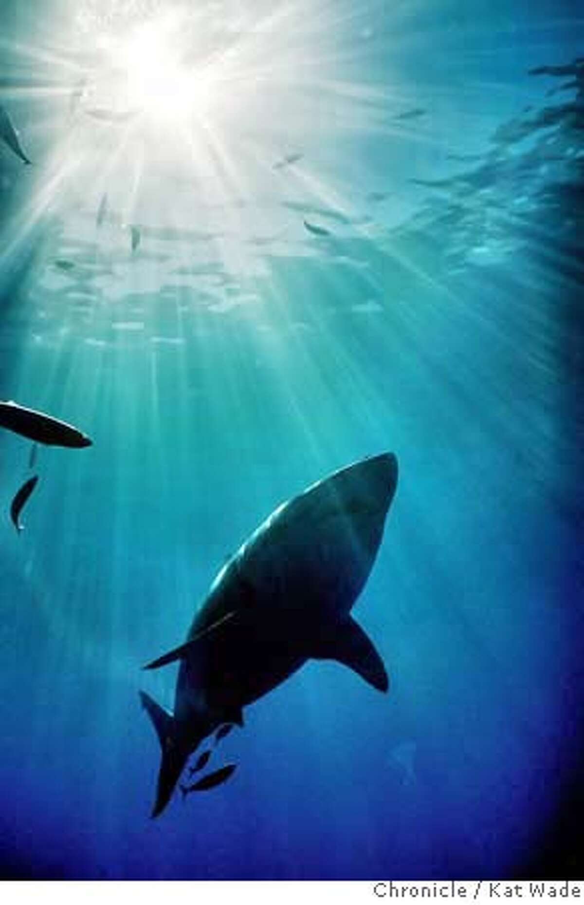 Divers get shock out in the Gulf as Great White shark swims by