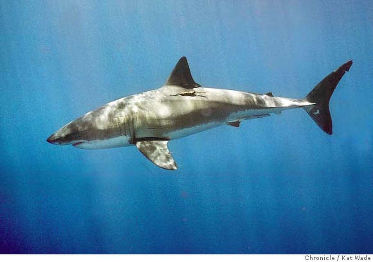 IN DEEP / Despite reigning at the top of their food chain, sharks are ...
