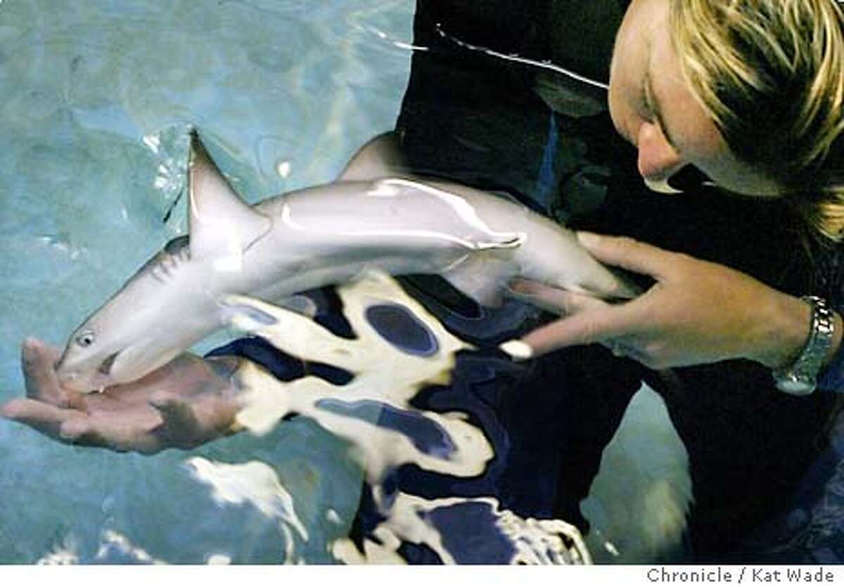 Baby Sharks Being Born