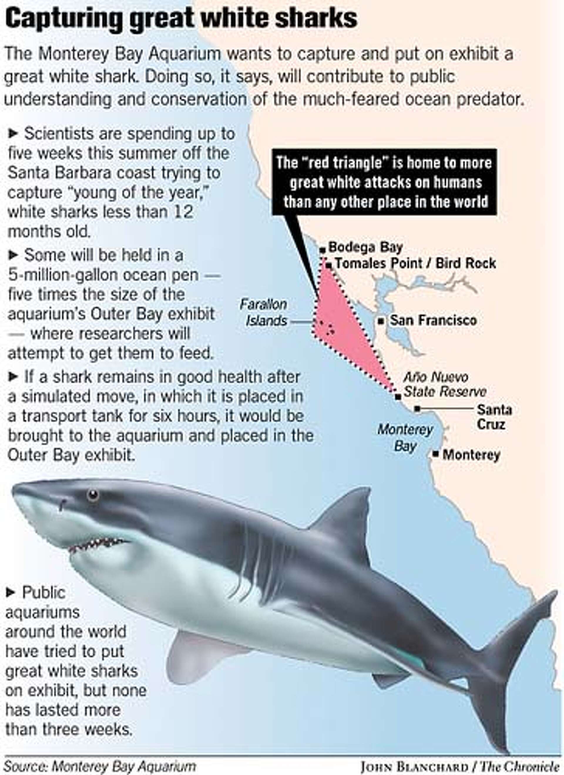 Great White Shark Facts Ks2