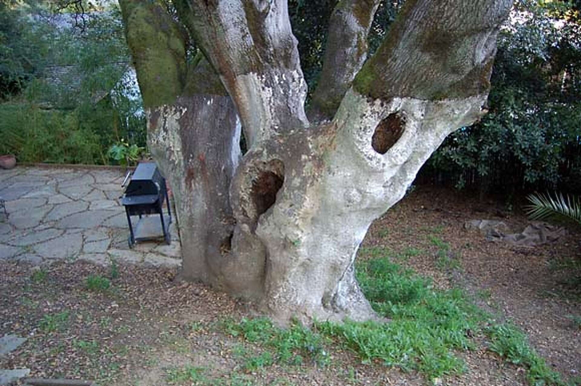 eucalyptus tree cutting back