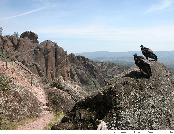 Young condors reach Pinnacle of national recovery program / Visitors ...