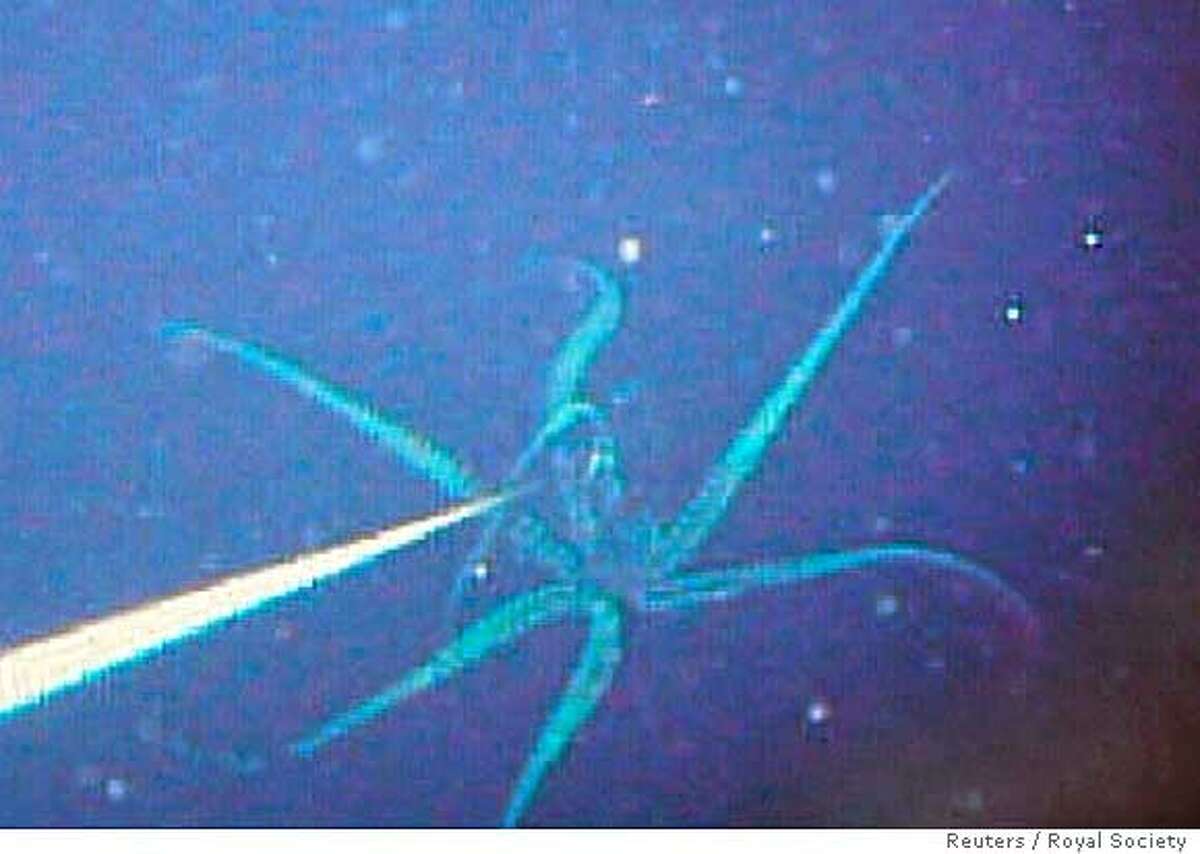 Elusive giant squid photographed / Until now, beast only found in nets ...