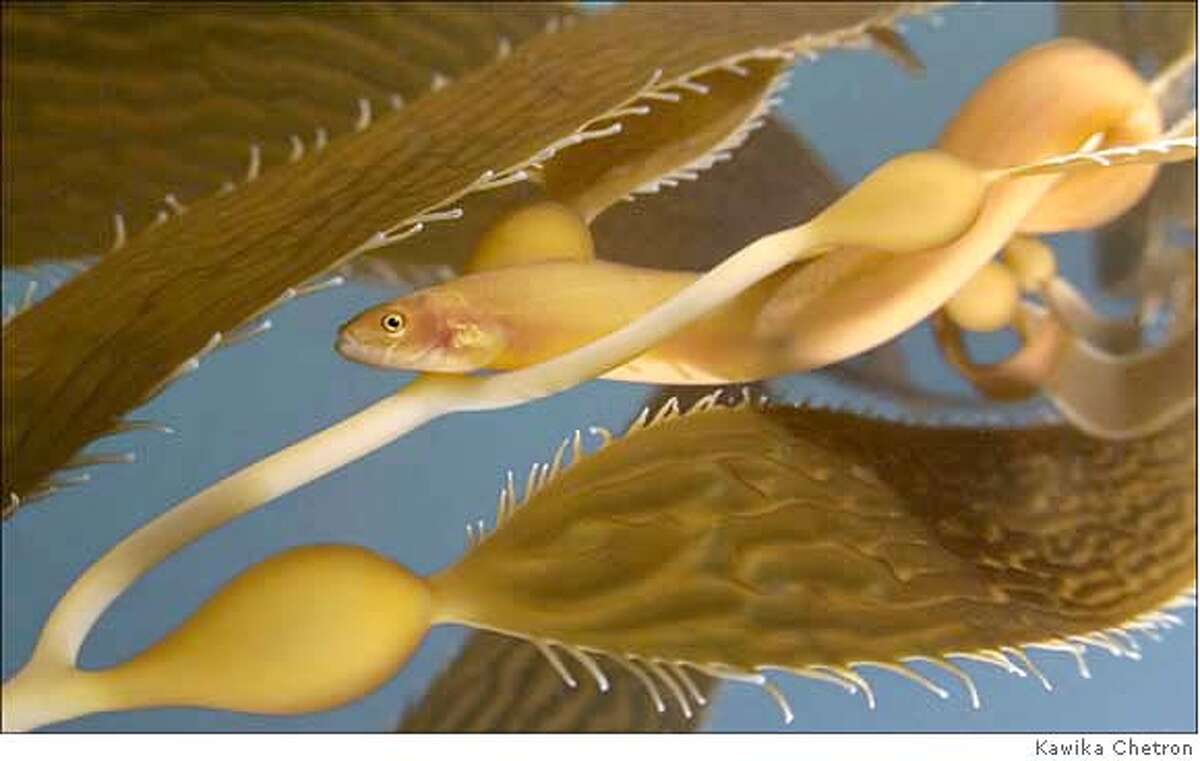 LEGACY OF THE DEEP / Kawika Chetron lived for his time spent at sea ...