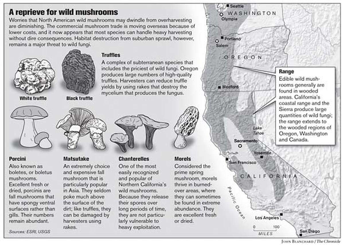 PACIFIC COAST / Wild mushrooms less precarious than feared ...