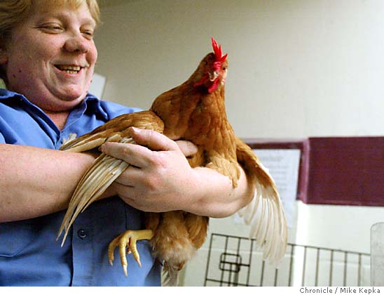 Free to a good home: Amelia, the flying chicken