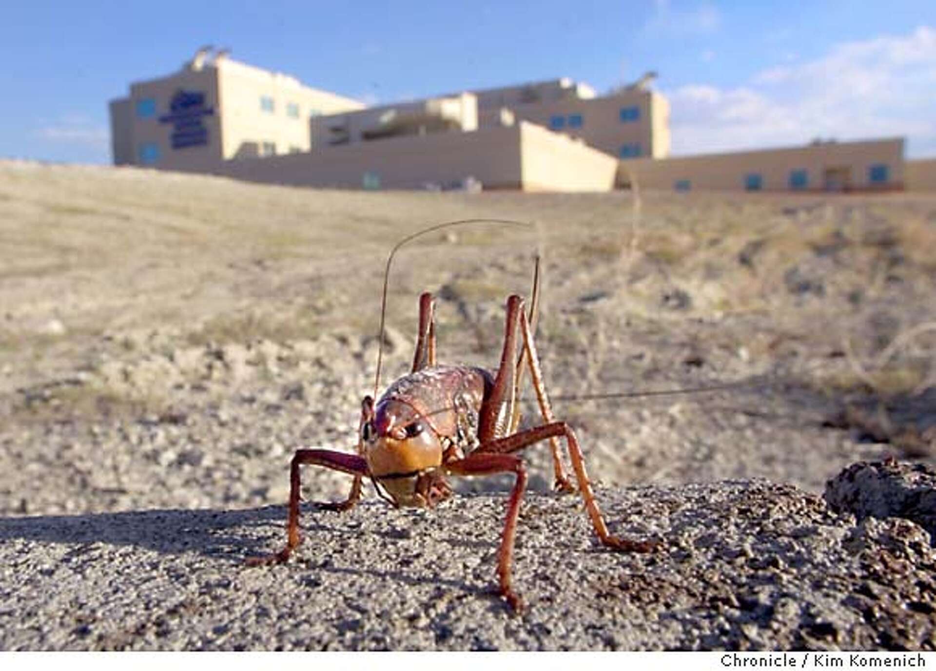 Plague of crickets besieges town / Elko, Nev., residents fight back ...