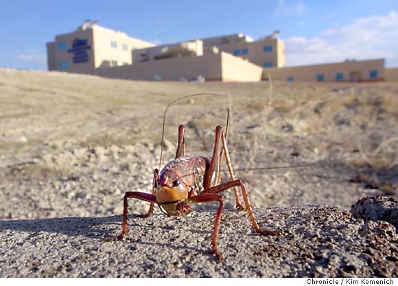 Plague of crickets besieges town / Elko, Nev., residents fight back ...