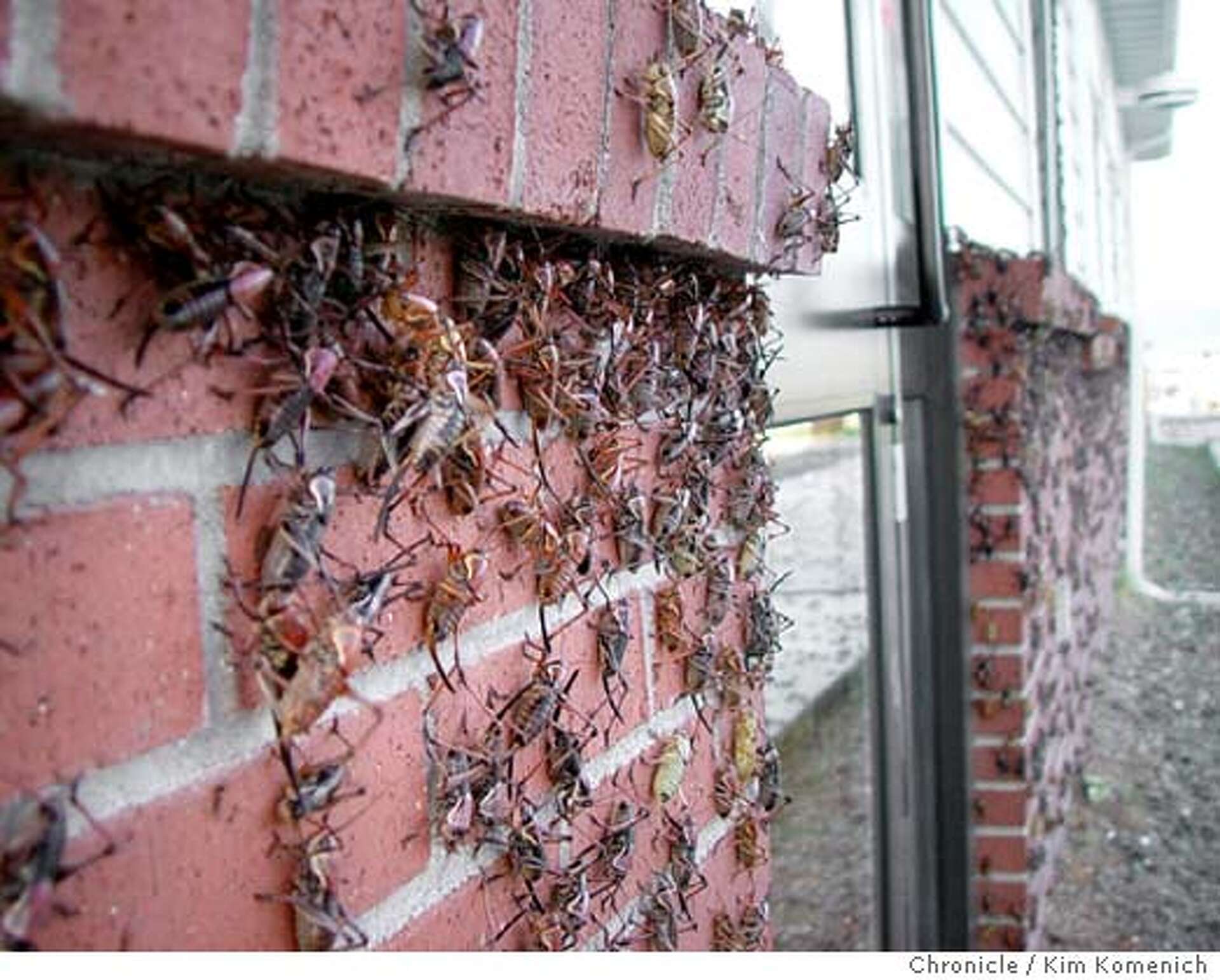 Plague of crickets besieges town / Elko, Nev., residents fight back ...