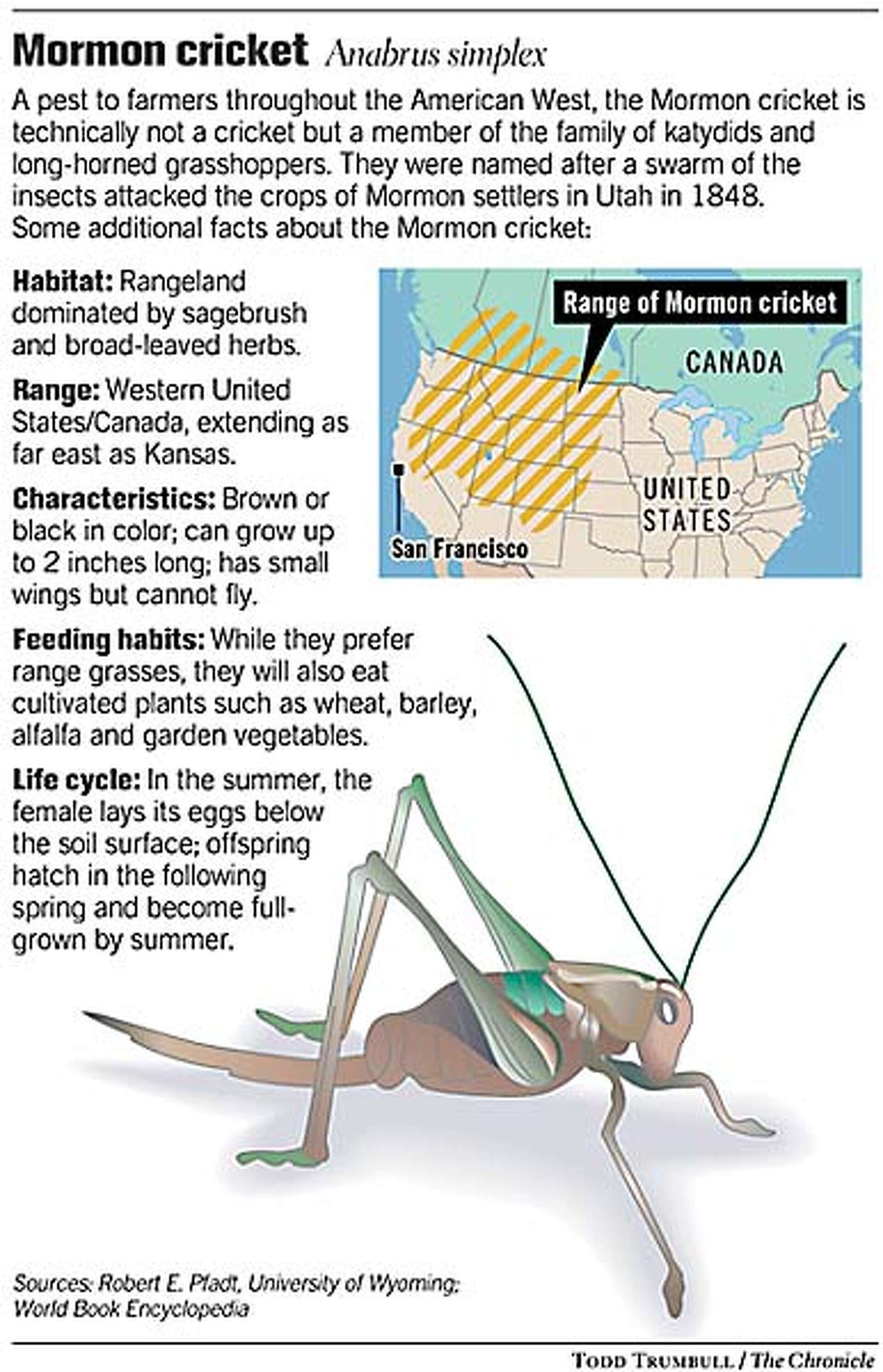 Plague of crickets besieges town / Elko, Nev., residents fight back ...