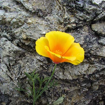 California's state rock tolerates a few tough species / Serpentine isn ...