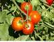 Cool-weather tomatoes extend growing season