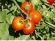 Cool-weather tomatoes extend growing season