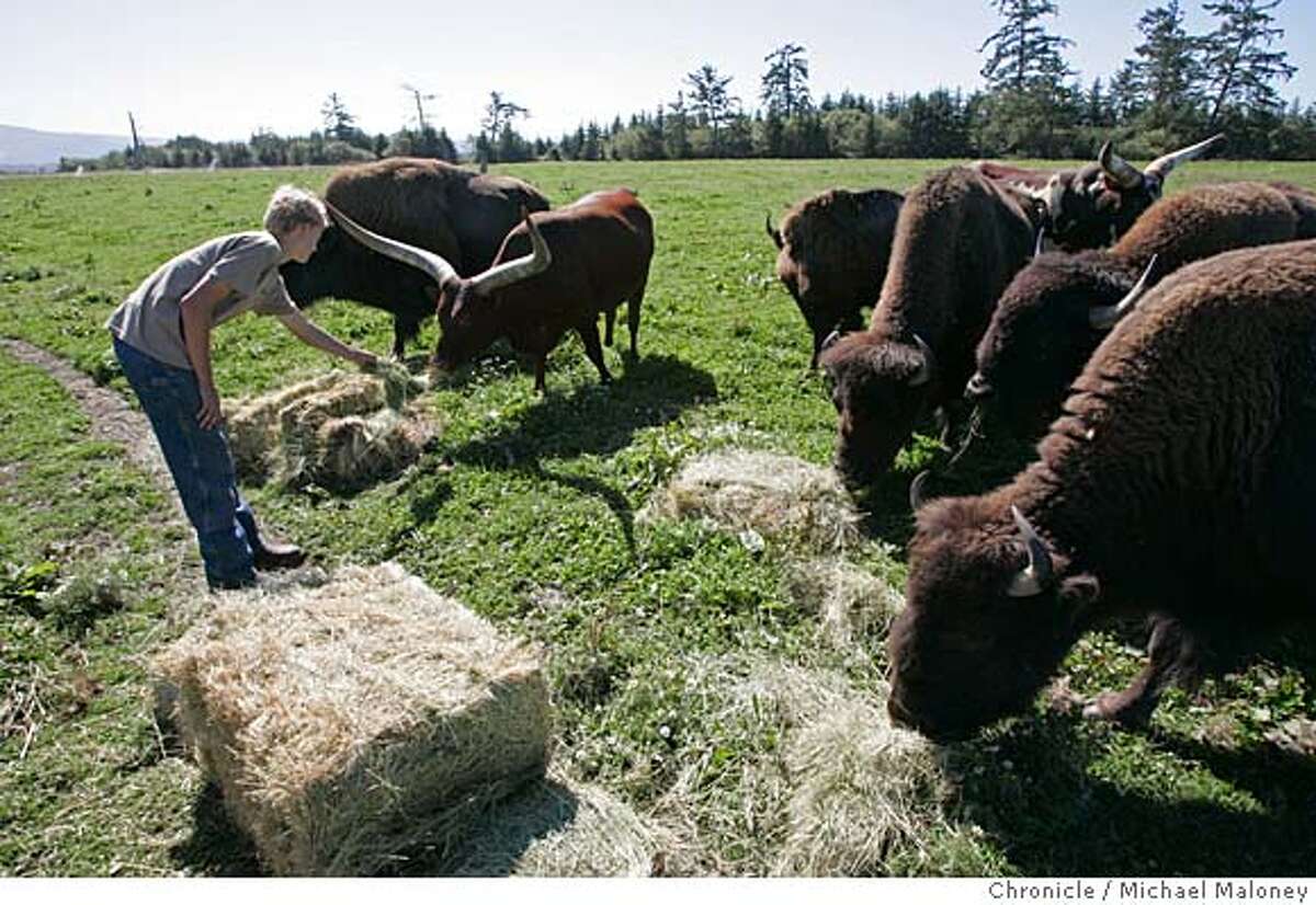 ORGANIC BY THE OCEAN / On a sprawling dairy at the mouth of the Smith ...