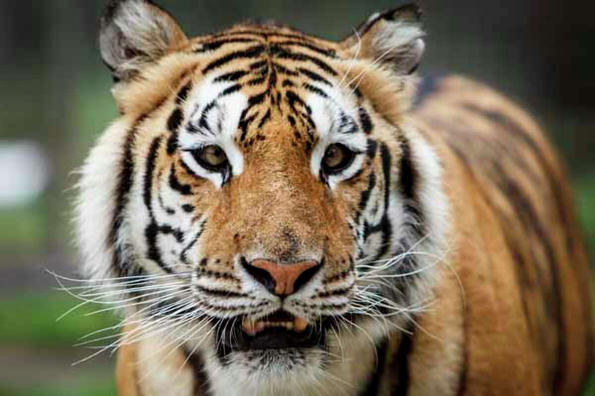 Dangerous exotic animals make home in Texas