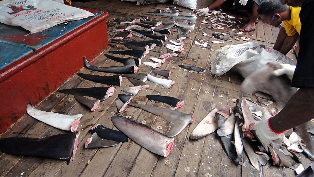 Shark-finning ban OKd by EU nations