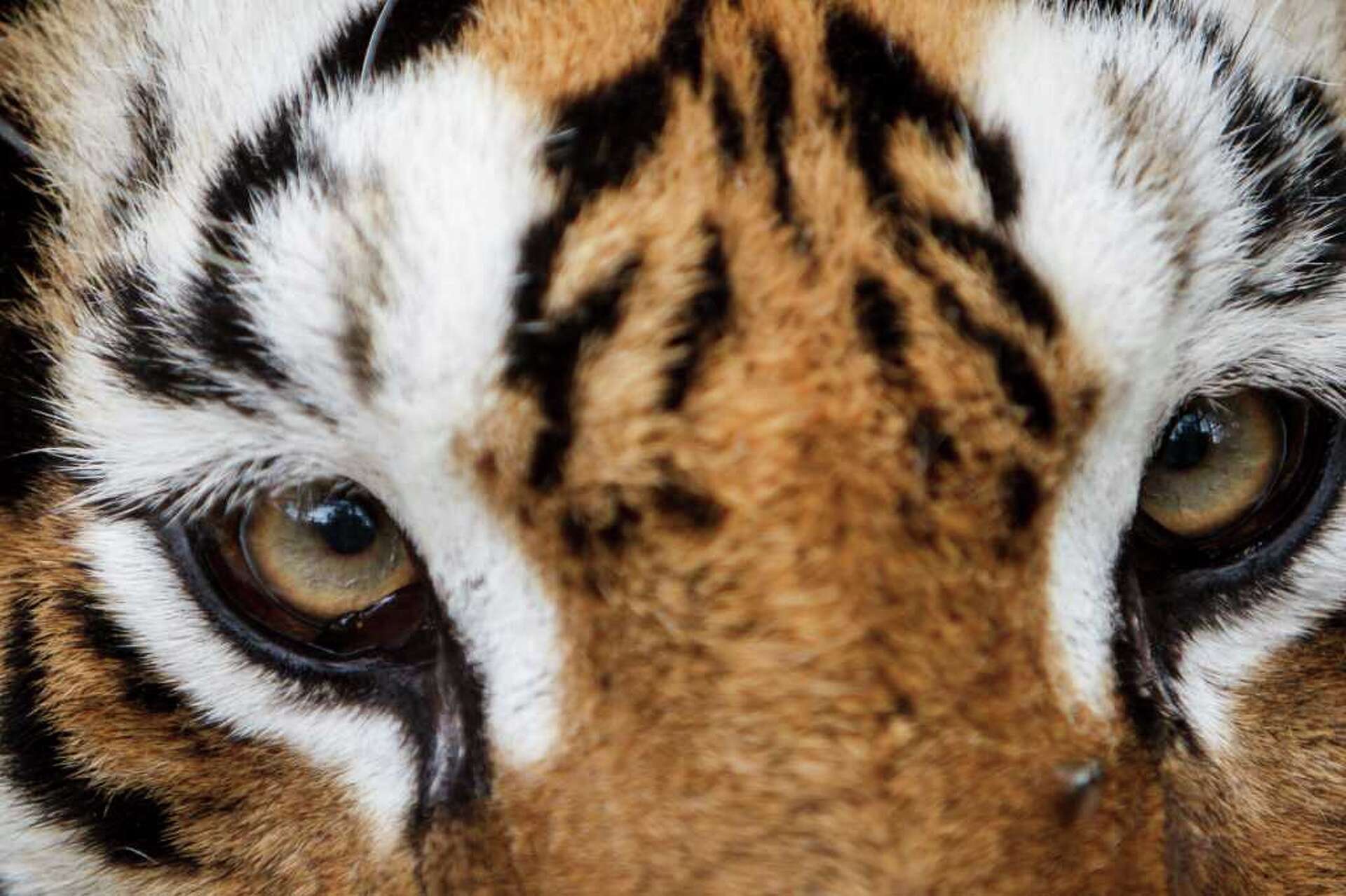 Your neighbor just might be a tiger ... or a kangaroo