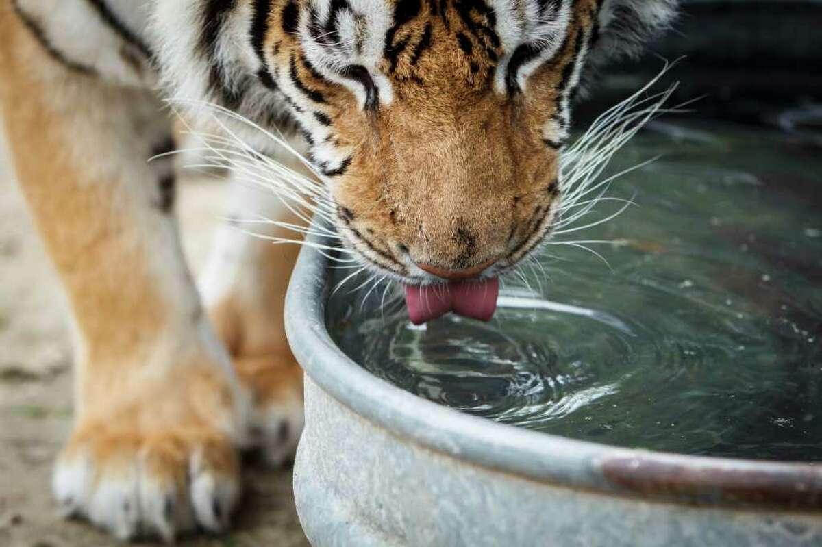 Your neighbor just might be a tiger ... or a kangaroo