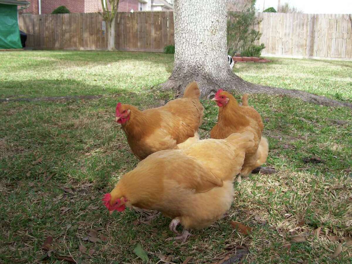 Backyard chicken wranglers should be good neighbors