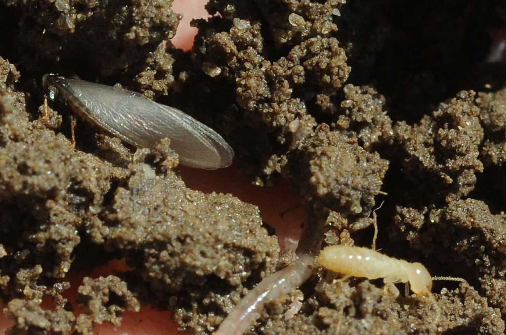 Spring swarming season will let you know if you have termites