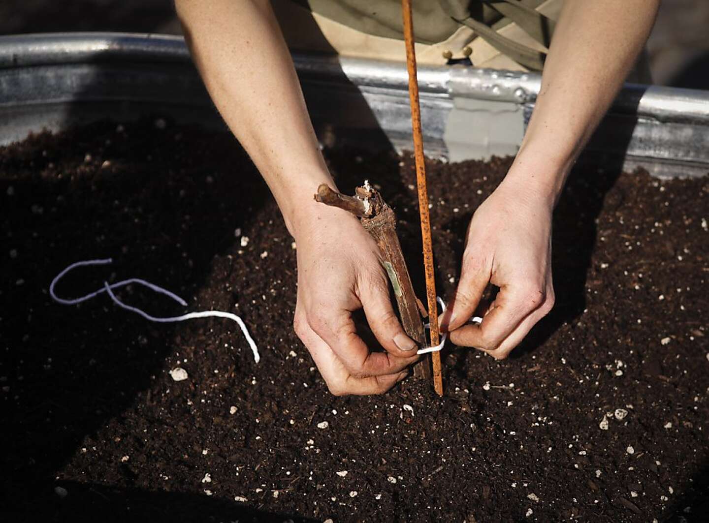 9 steps to planting grapevines at home