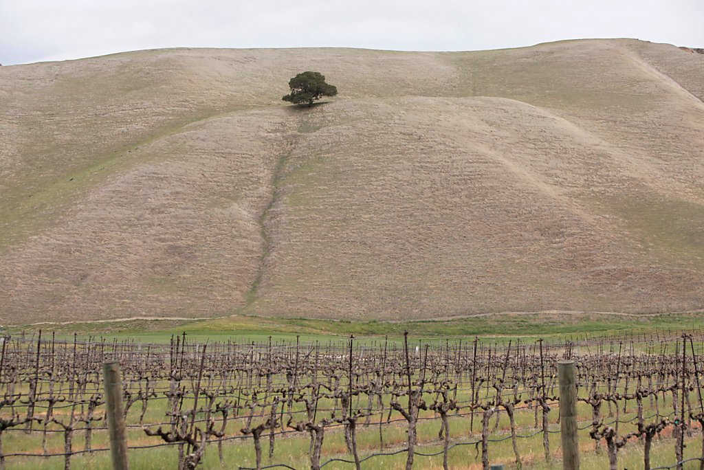 Livermore's long history of wine diversity