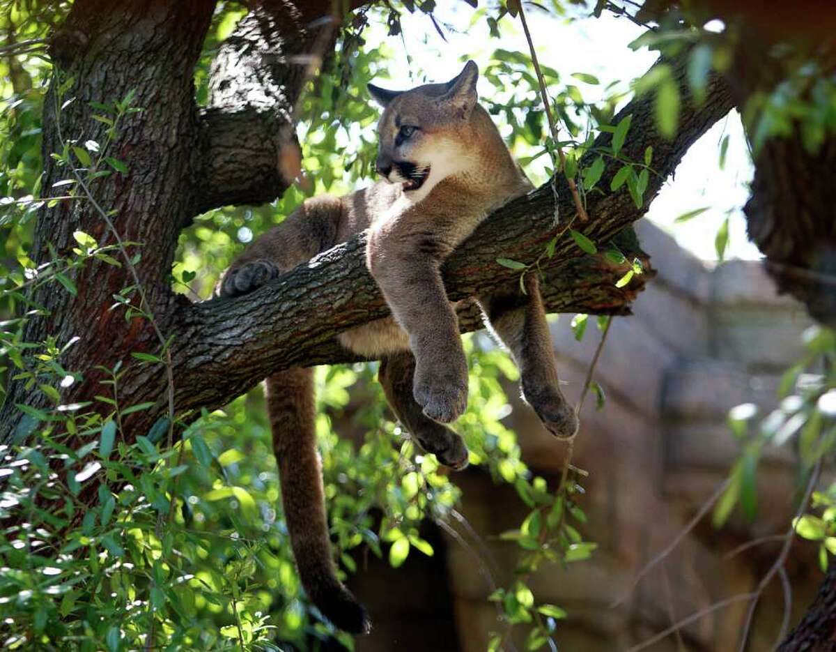 UH's new mascot moves into his Houston Zoo home