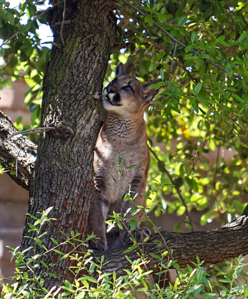 UH's new mascot moves into his Houston Zoo home