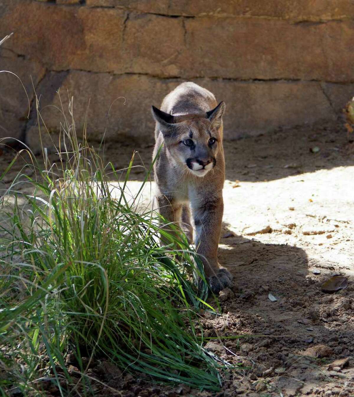 UH mascot Shasta celebrates wild birthday at Houston Zoo