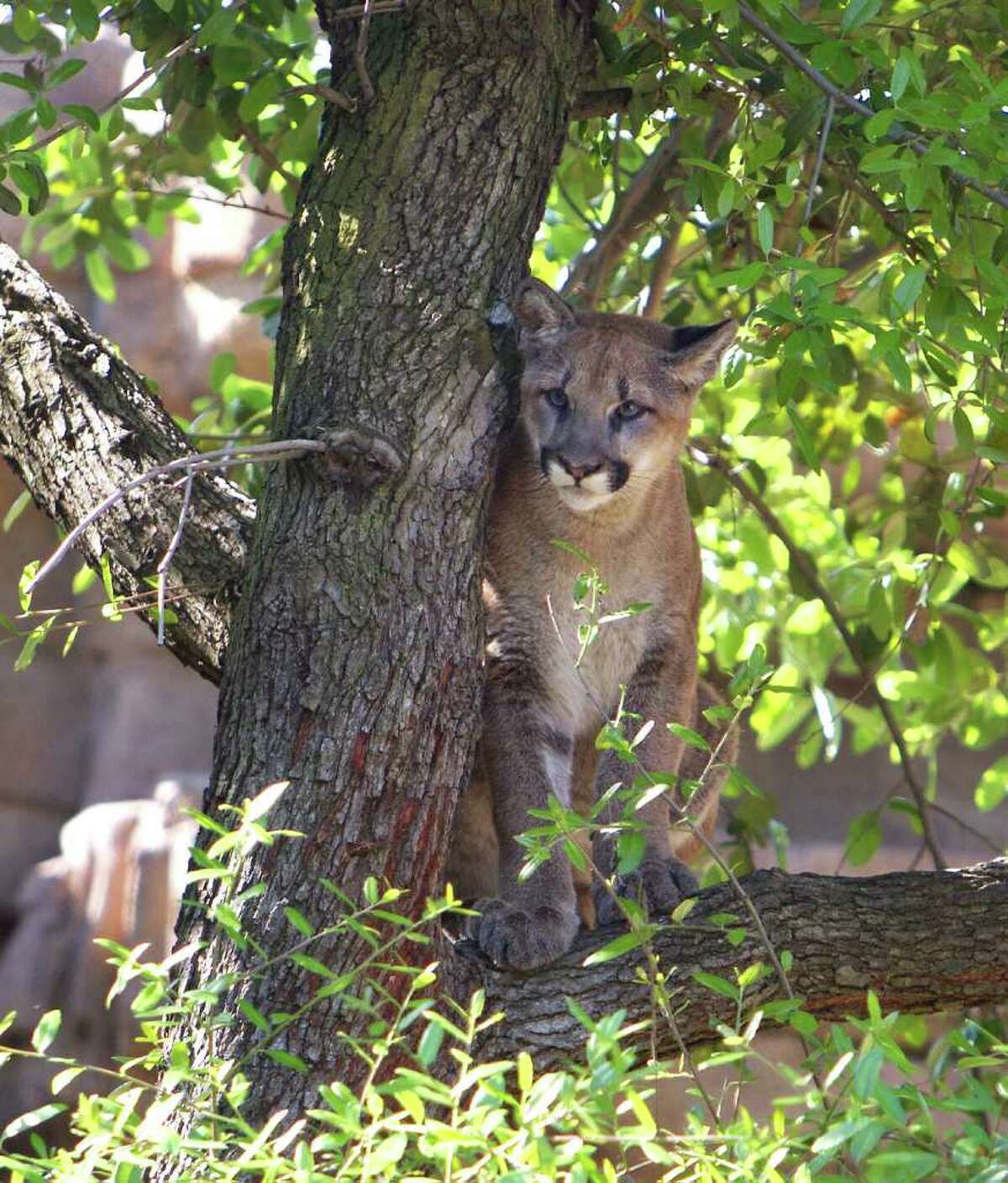 UH's new mascot moves into his Houston Zoo home